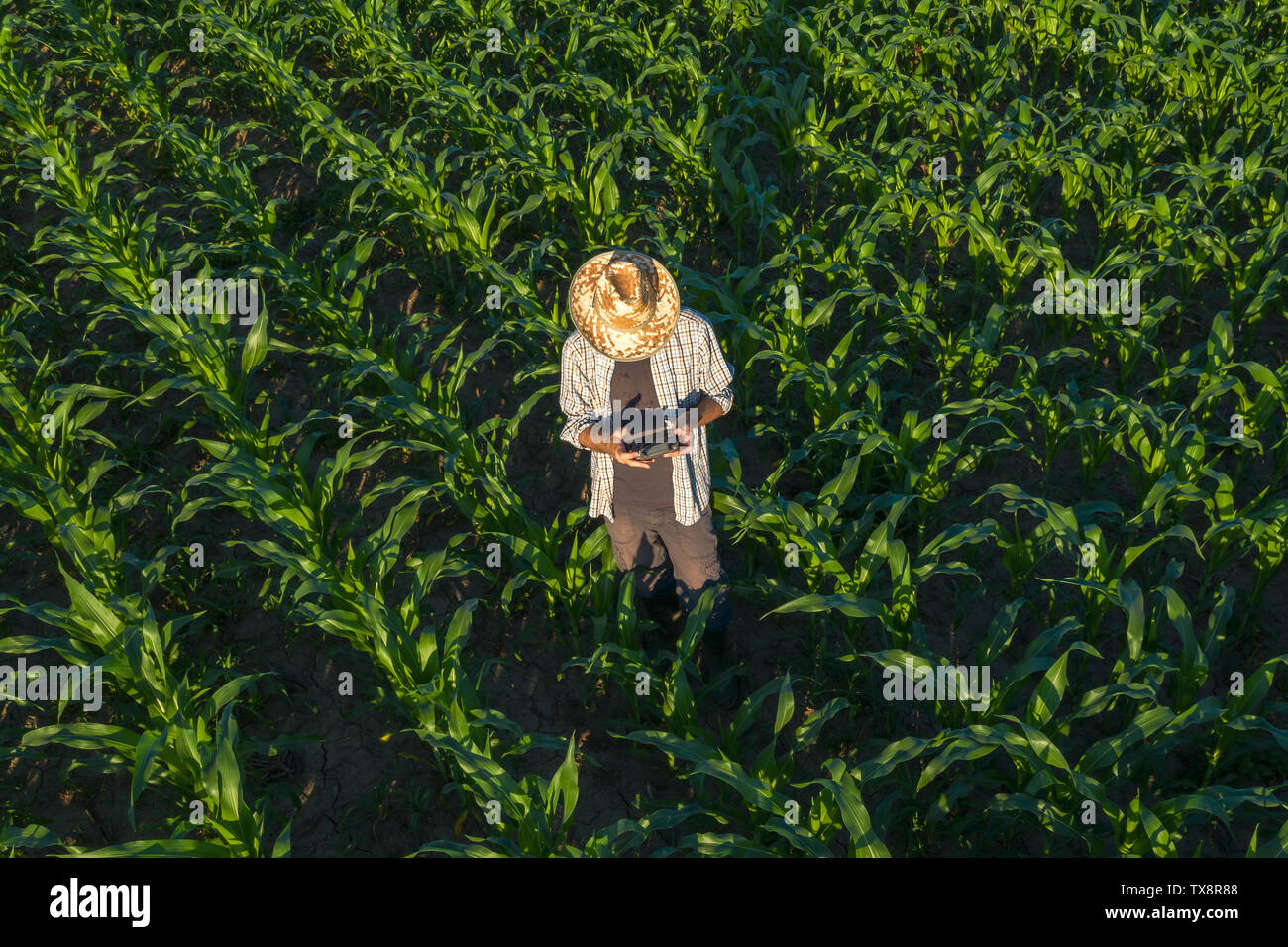 Corn farmer with drone remote controller in field. Using modern ...