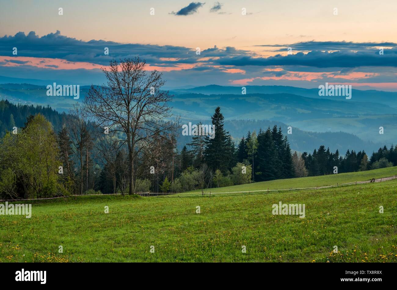 Beautiful spring mountain landscape. Trees and hills in the evening ...