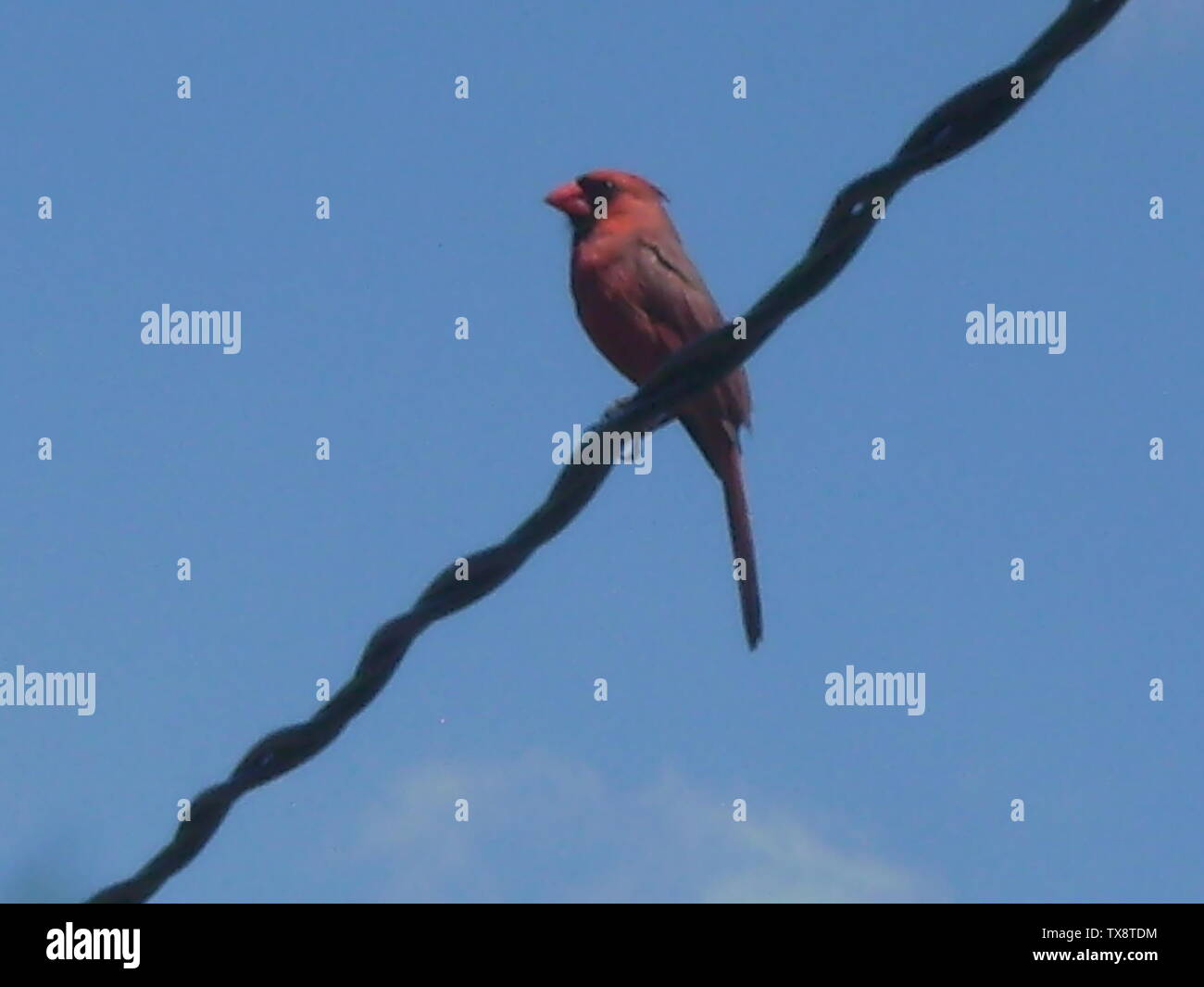 Male northern cardinal on a wire hi-res stock photography and images ...