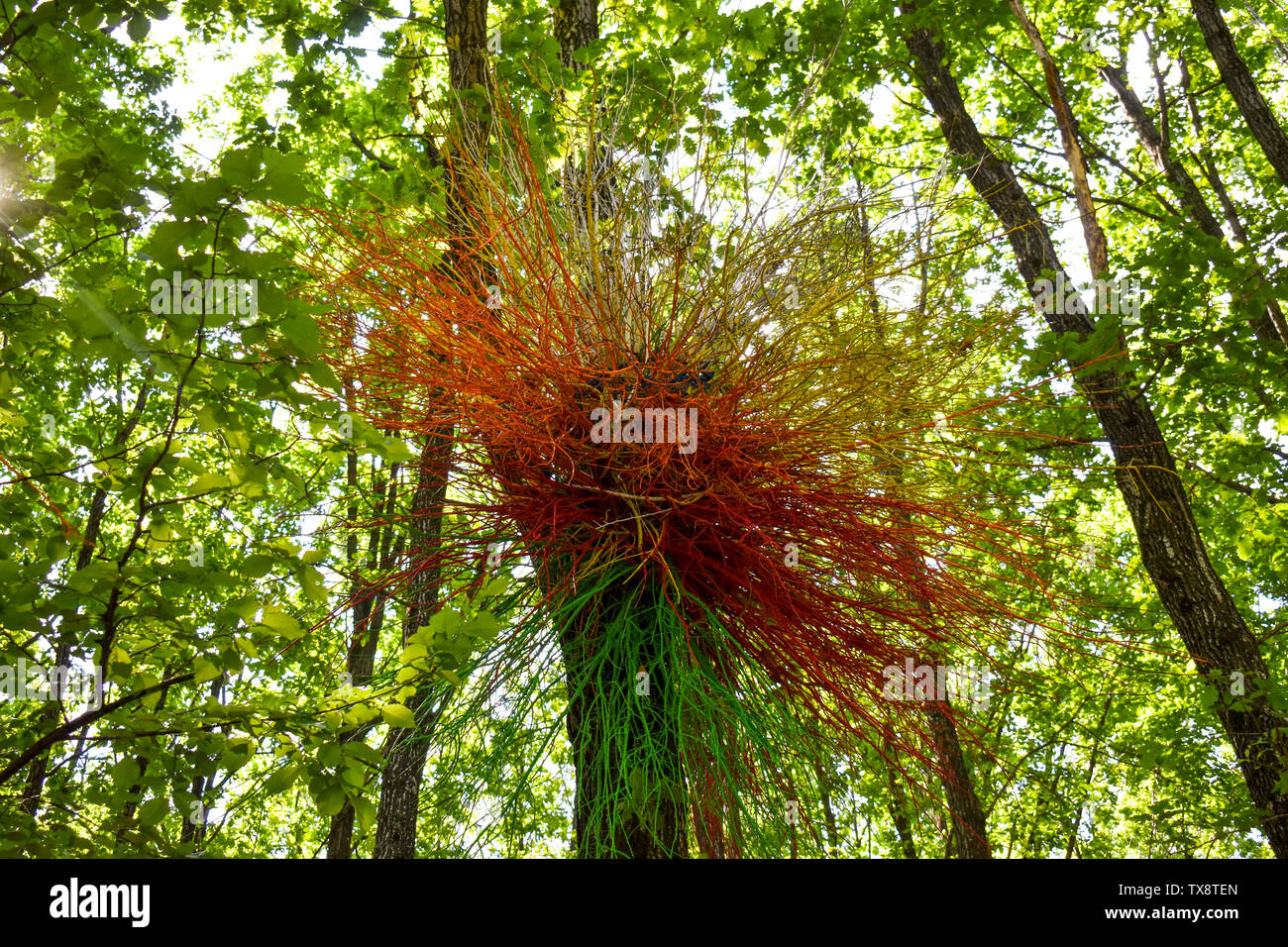 Colorful nest on the painted tree in The Colorful Forest or Padurea ...