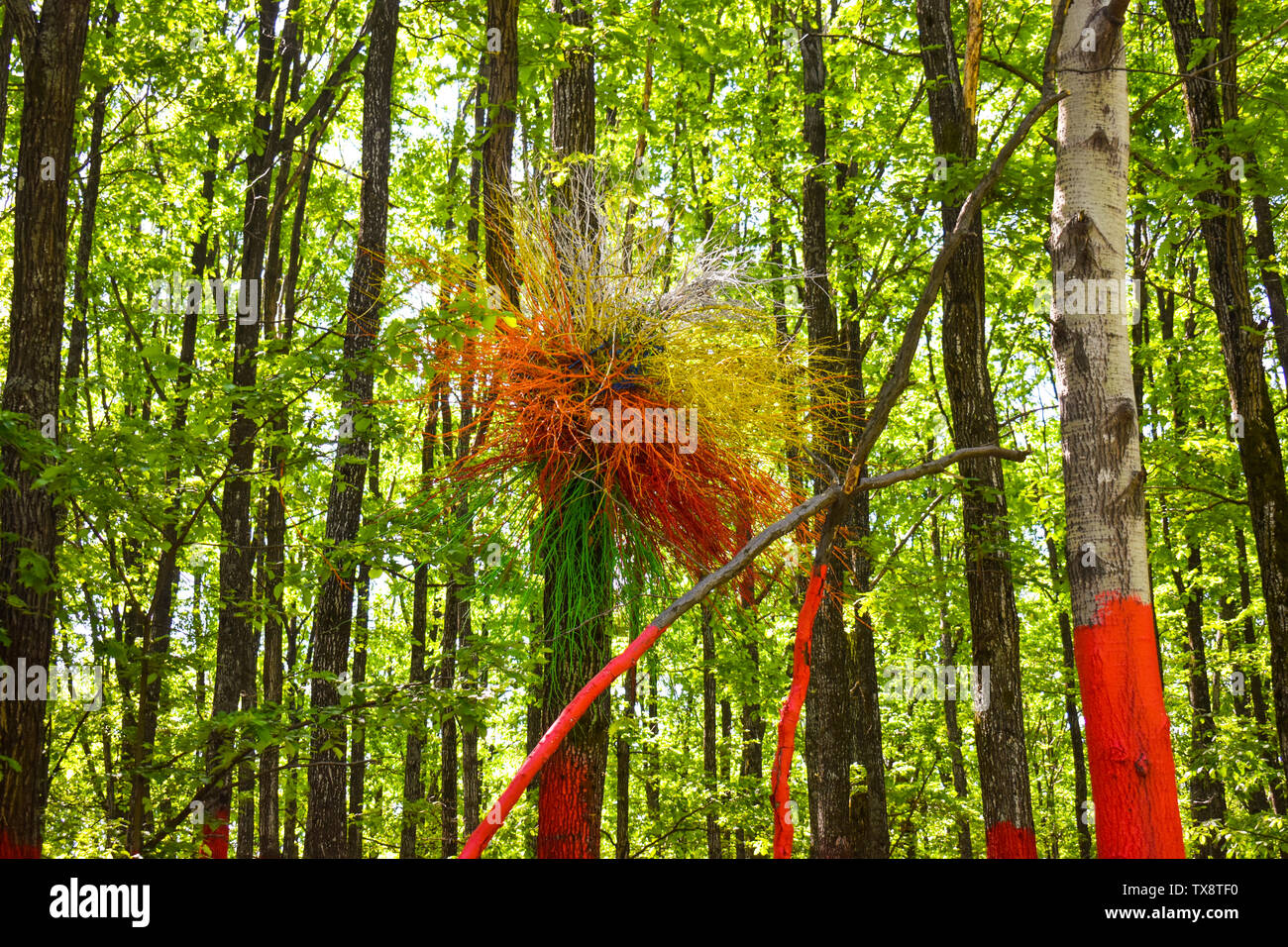 Colorful nest on the painted tree in The Colorful Forest or Padurea ...