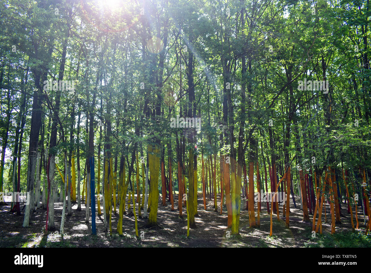 The Colorful Forest or Padurea Colorata from Poienari Romania. Amazing ...