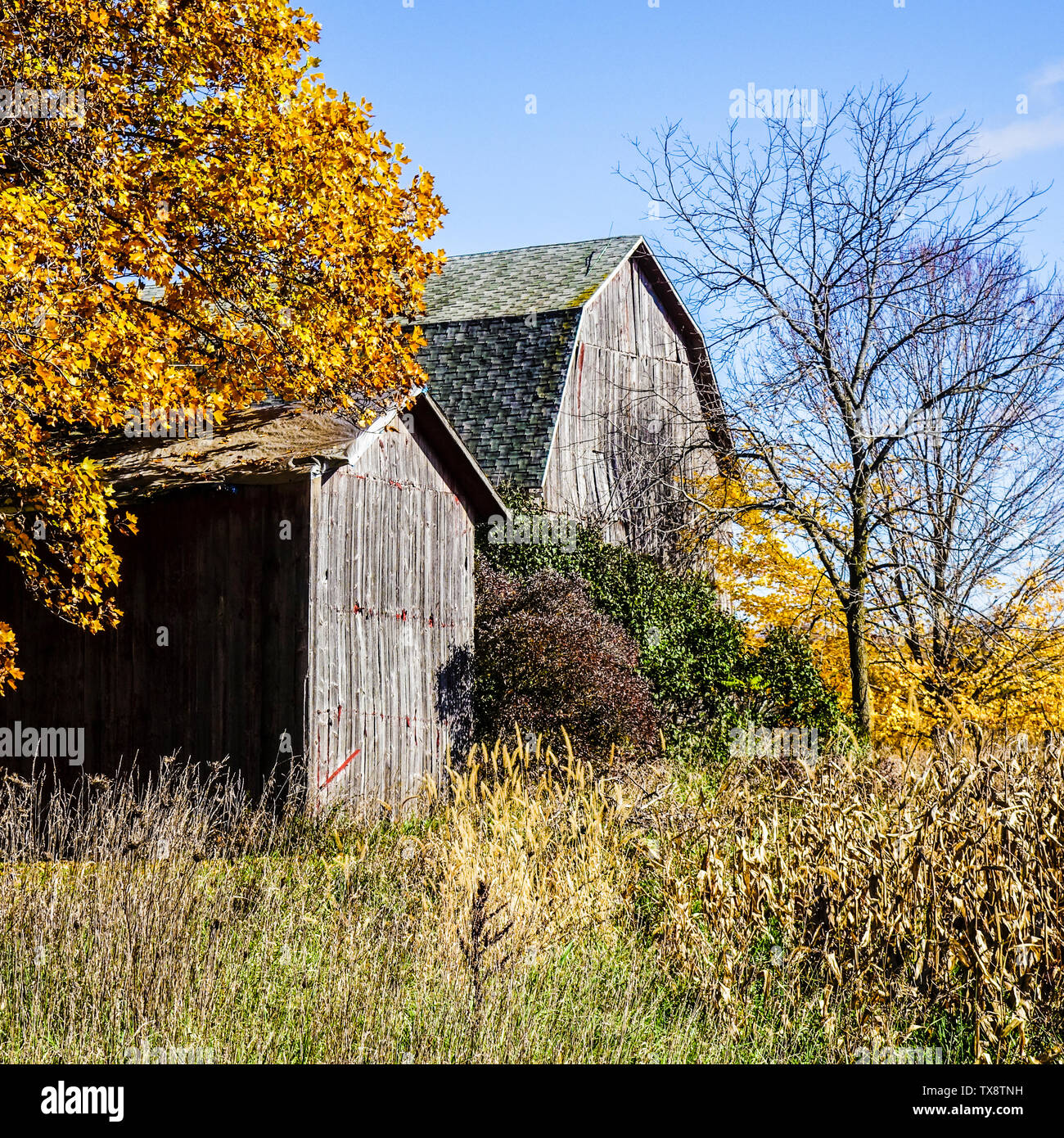 Corn crops 19th century hi-res stock photography and images - Alamy