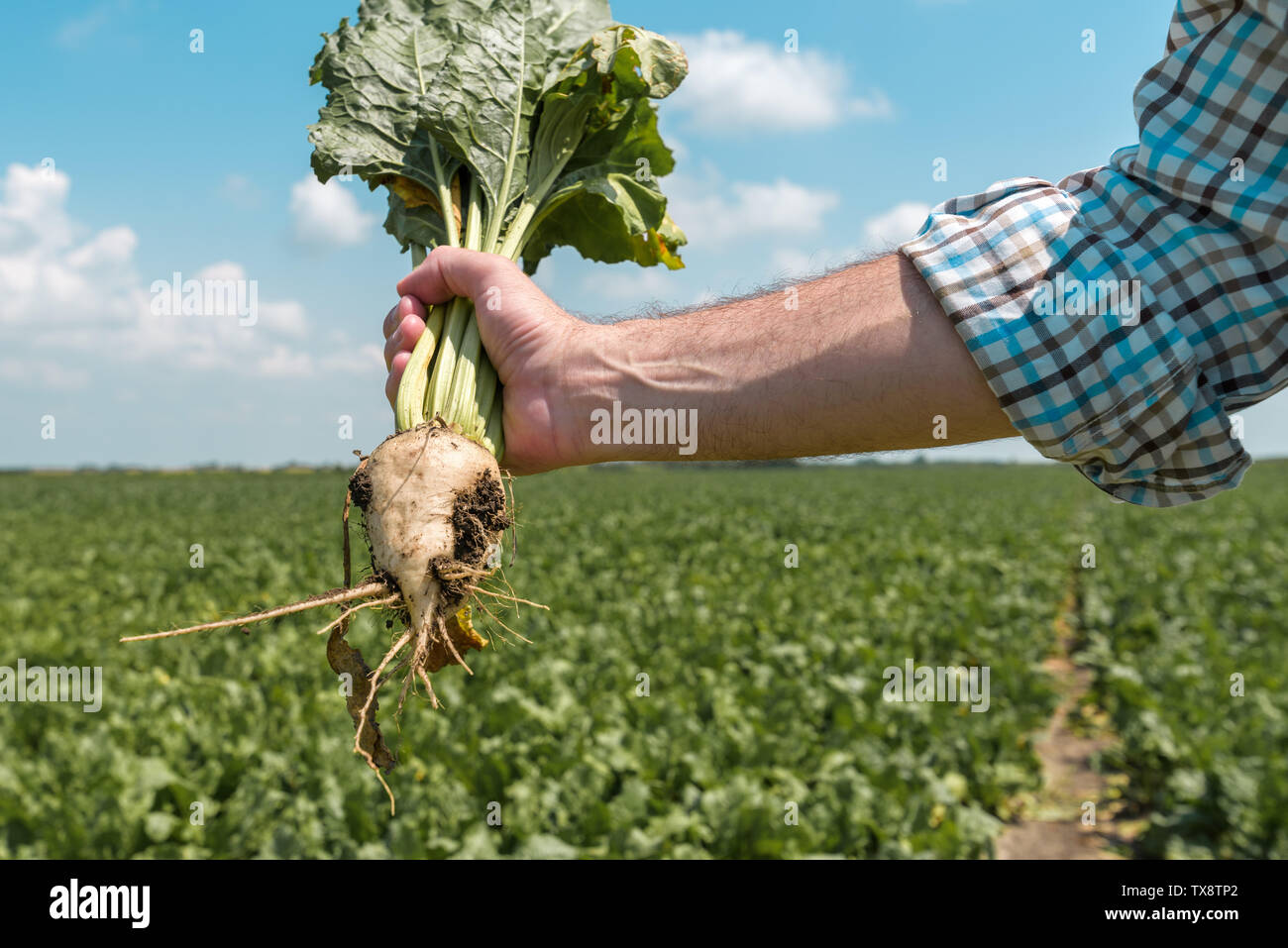 Farmer holding extracted sugar beet root crop in field Stock Photo - Alamy