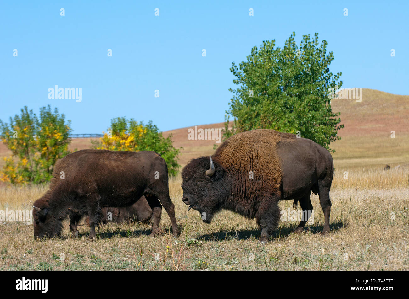 Bull and cow American bisons (Bison bison) in Custer State Park, Black ...