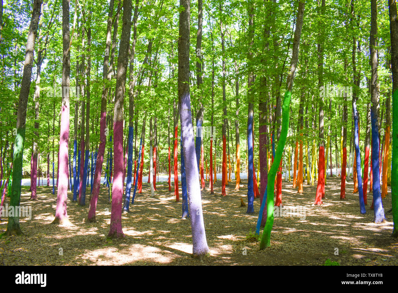 The Colorful Forest or Padurea Colorata from Poienari Romania. Amazing ...