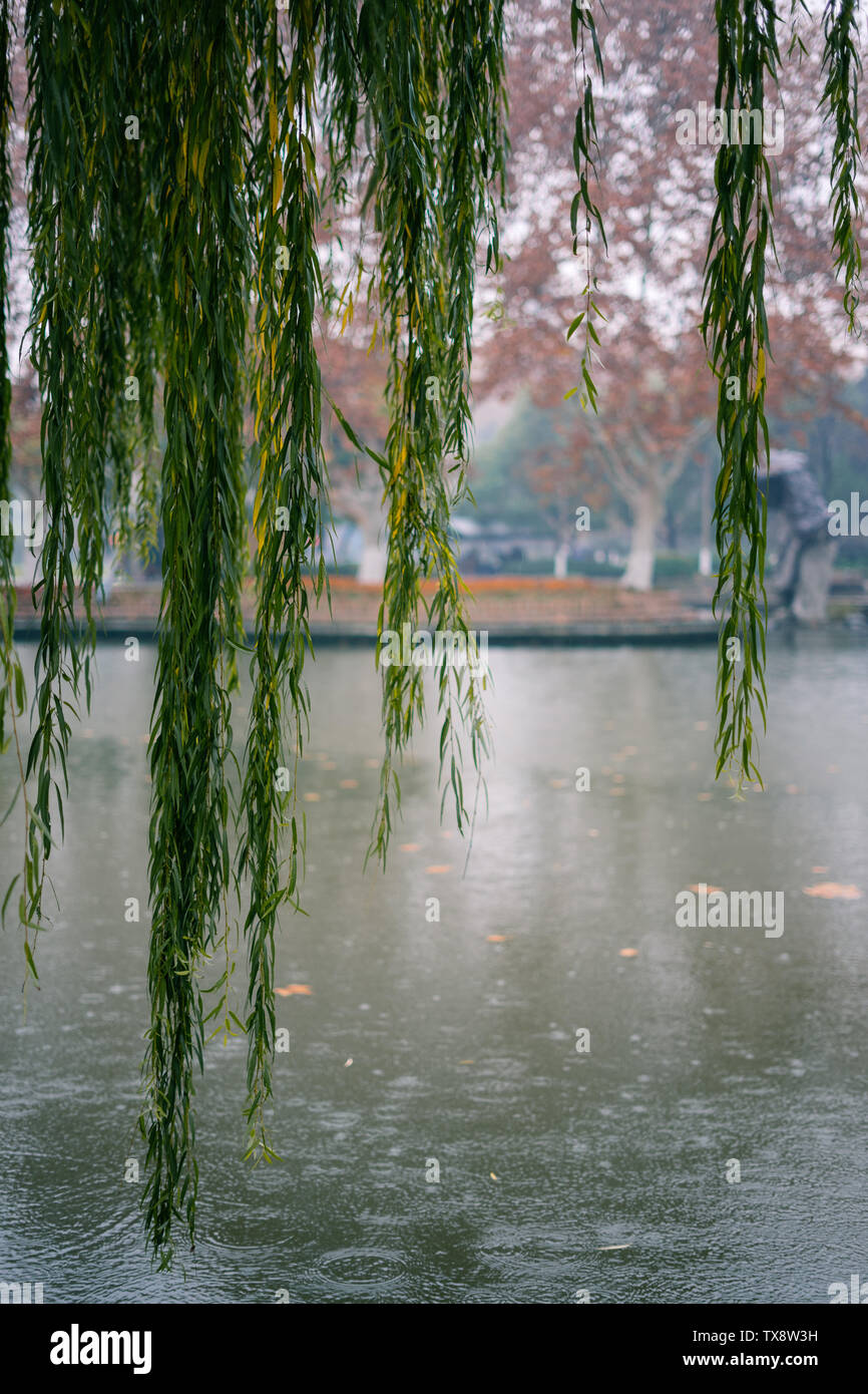 Weeping willow willows trees hi-res stock photography and images - Alamy