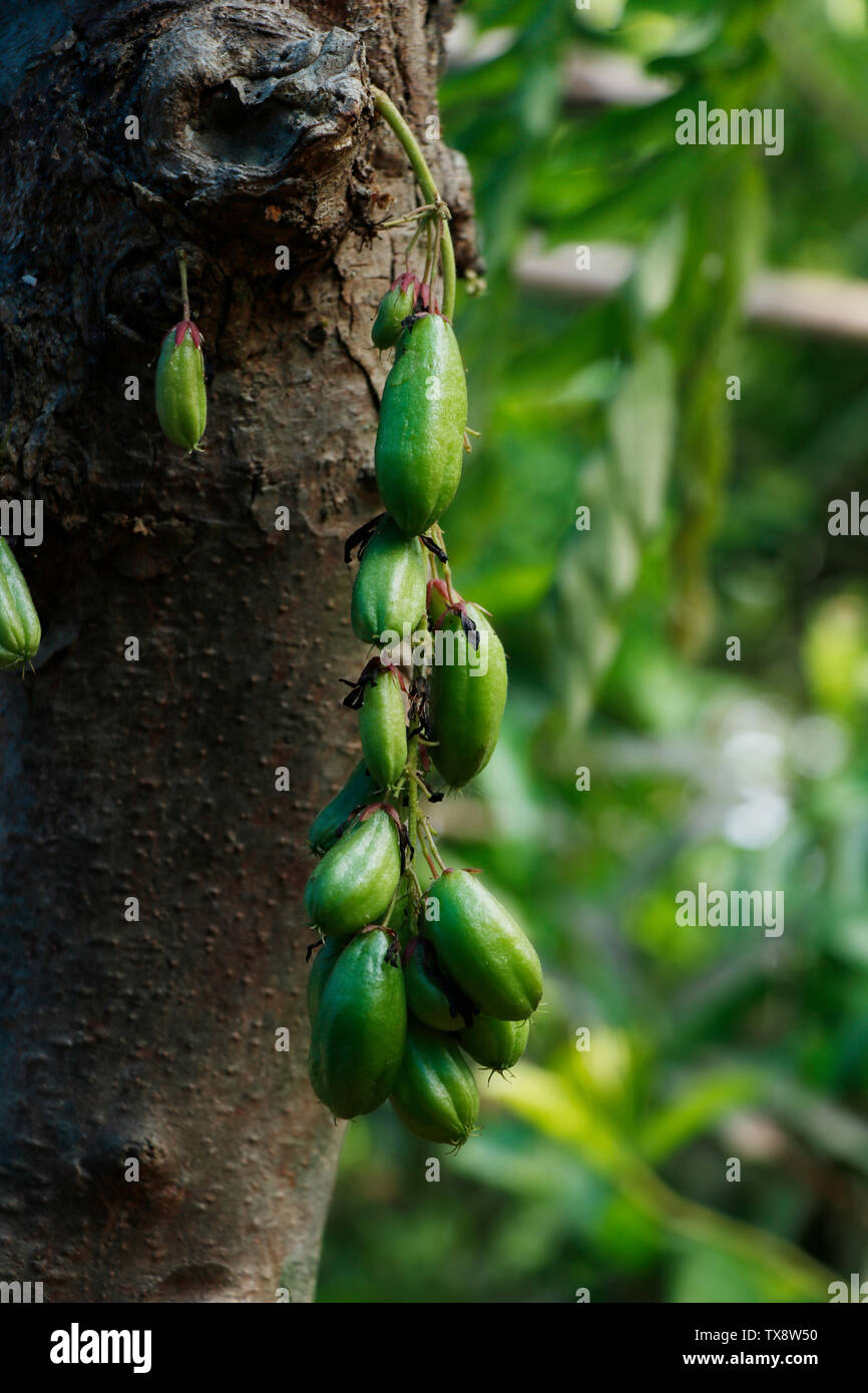 Averrhoa bilimbi (commonly known as bilimbi, cucumber tree, or tree ...