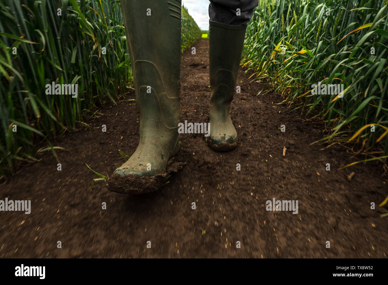Farmer in rubber boots walking through muddy wheat field and examining ...