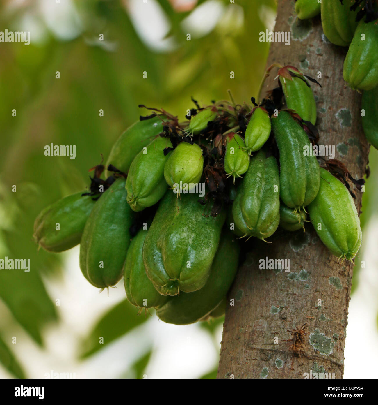 Averrhoa bilimbi (commonly known as bilimbi, cucumber tree, or tree ...