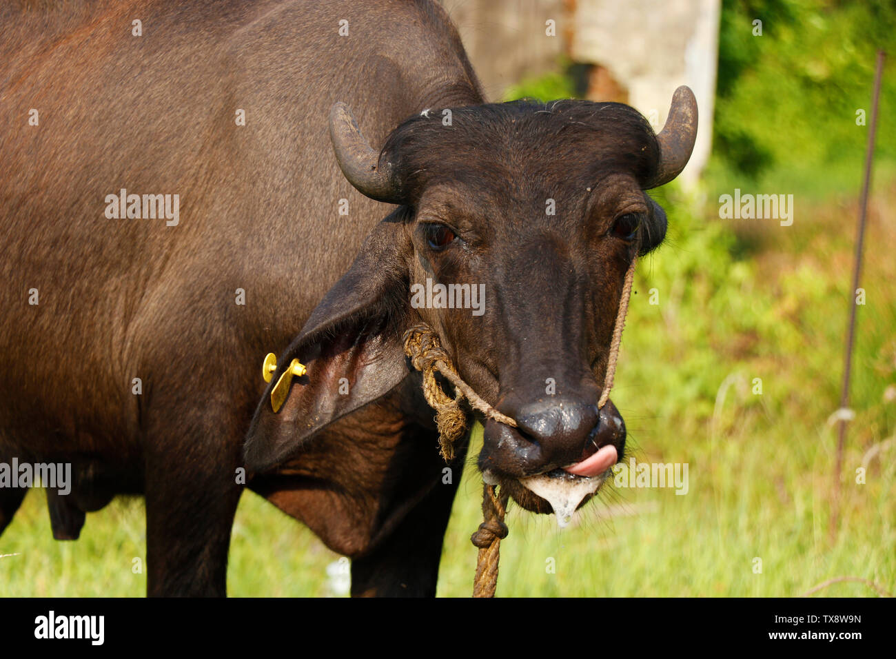 Beef Cow Indian