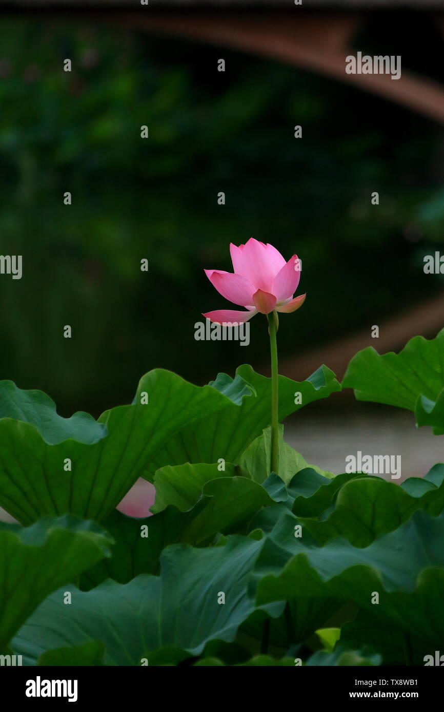 Flowers leaves lotus plants no one garden garden pond hi-res stock ...