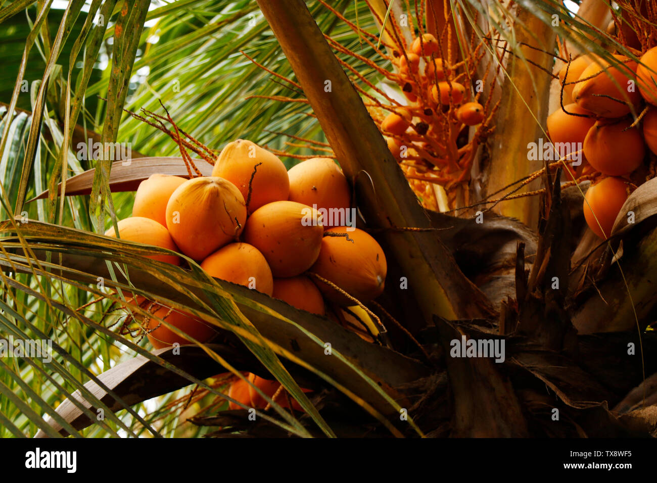 Orange Coconuts High Resolution Stock Photography and Images - Alamy
