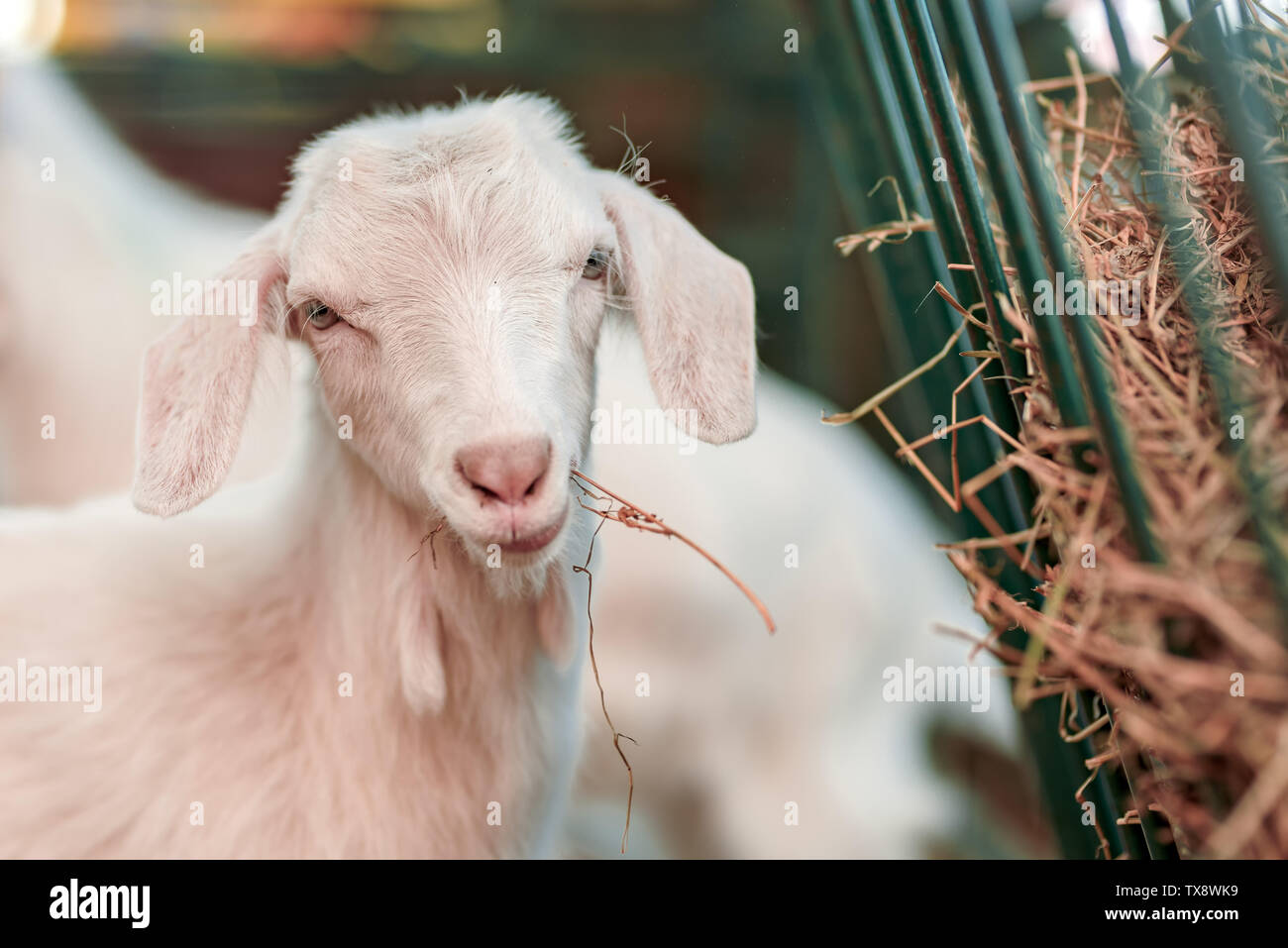 Cute baby goat kid in pen on livestock farm, adorable domestic animal ...