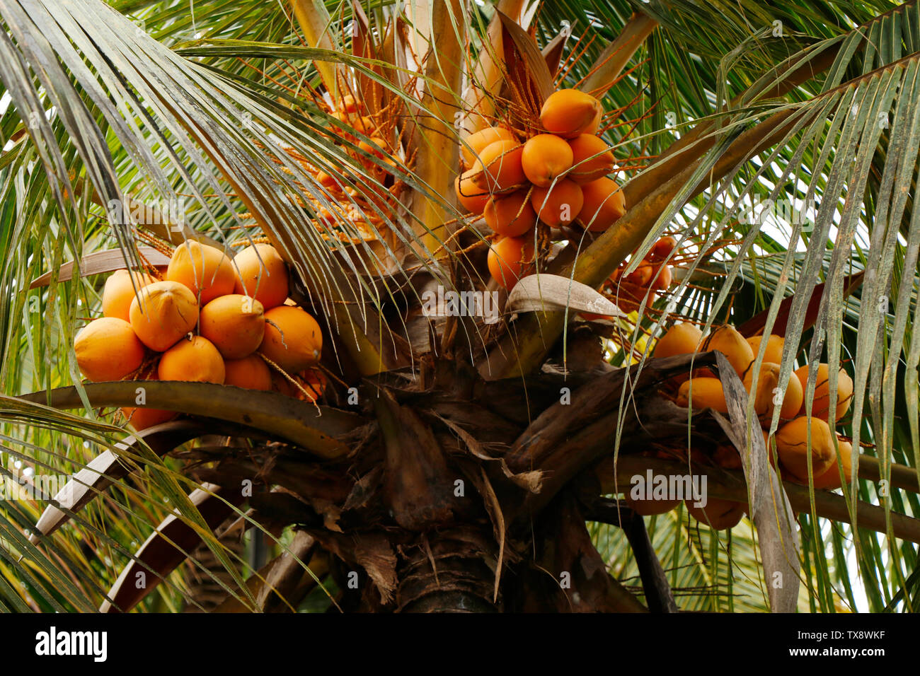 bunch of fresh orange king whole coconuts fruit on coconut/coco tree ...