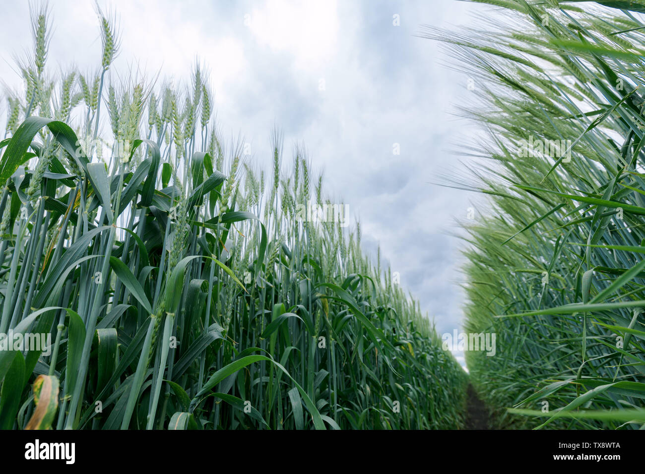 Low angle wheat field green hi-res stock photography and images - Alamy