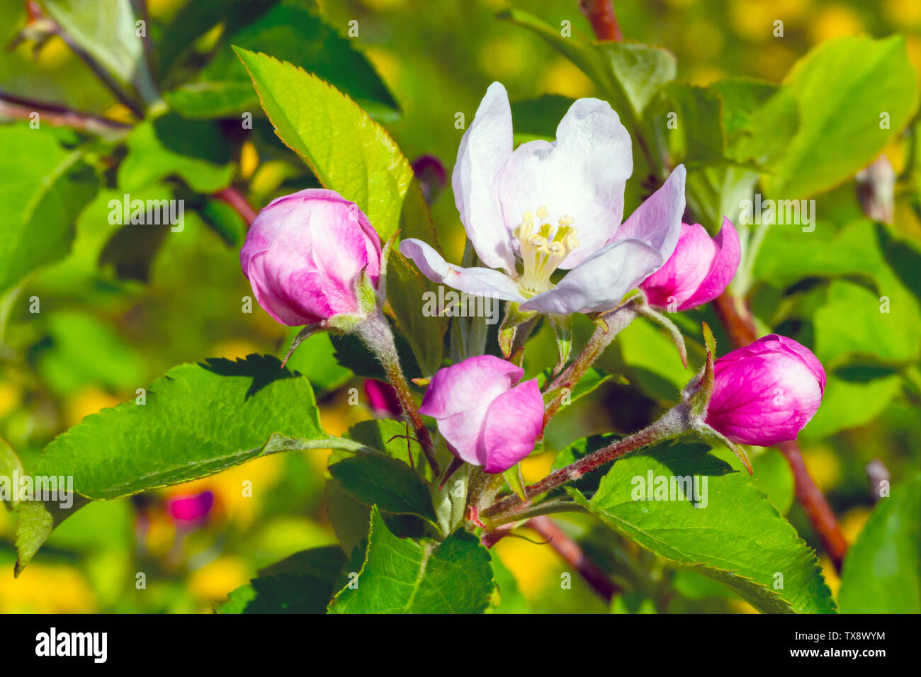 Bossom of nature hi-res stock photography and images - Alamy