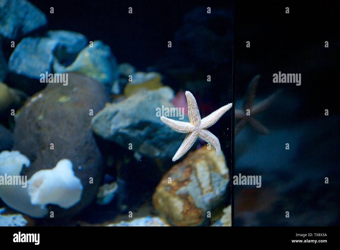 Navy and shellfish reefs swimming with echinoderms and diving foreign ...