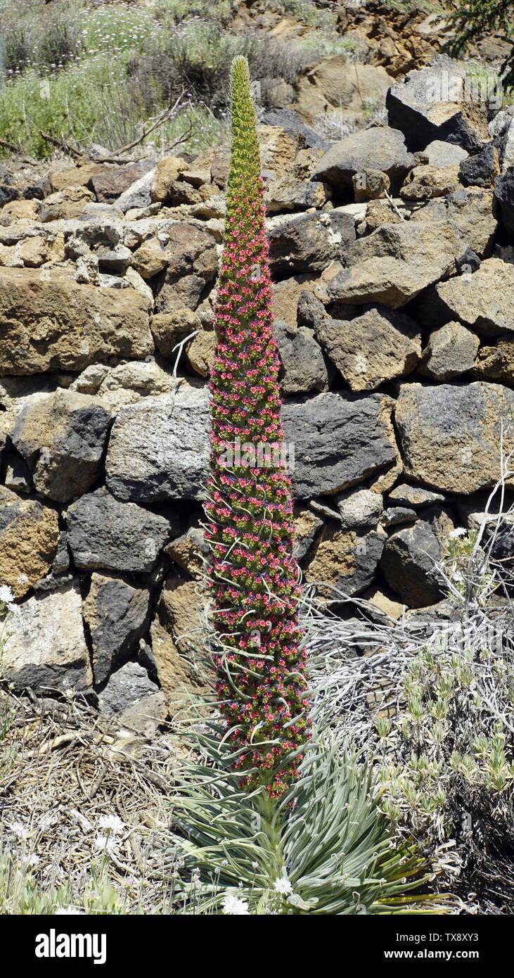 blooming rare red bugloss on tenerife island Stock Photo - Alamy