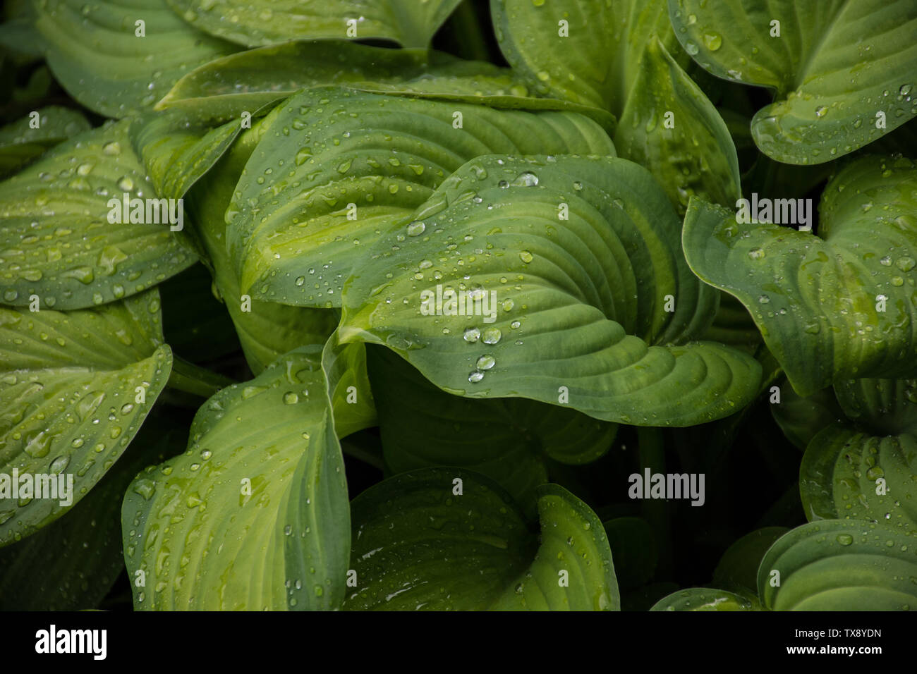 Garden plants with morning dew. Hosta Stock Photo - Alamy