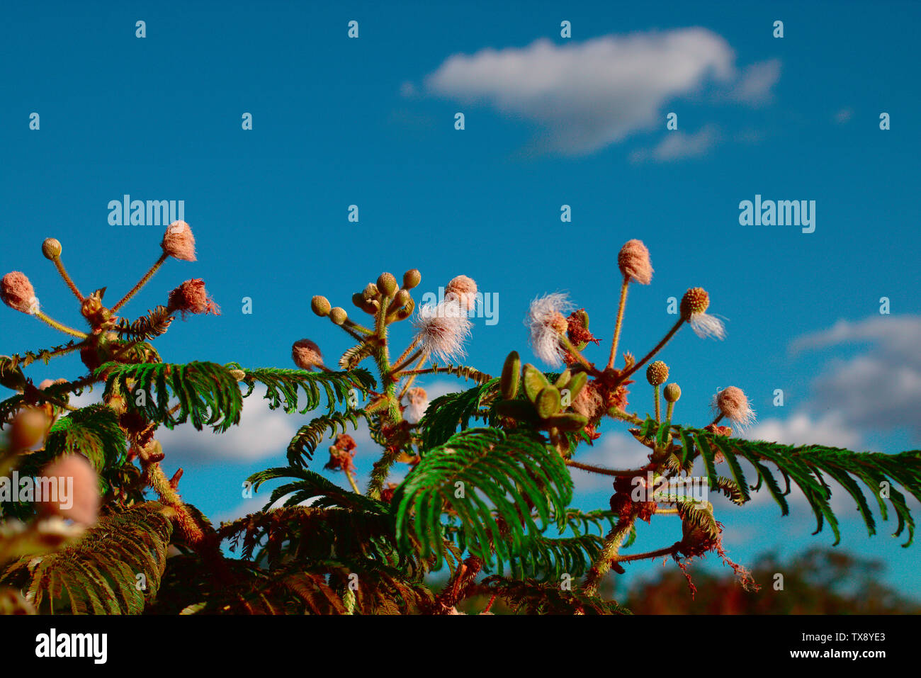 Brazilian cerrado hi-res stock photography and images - Alamy