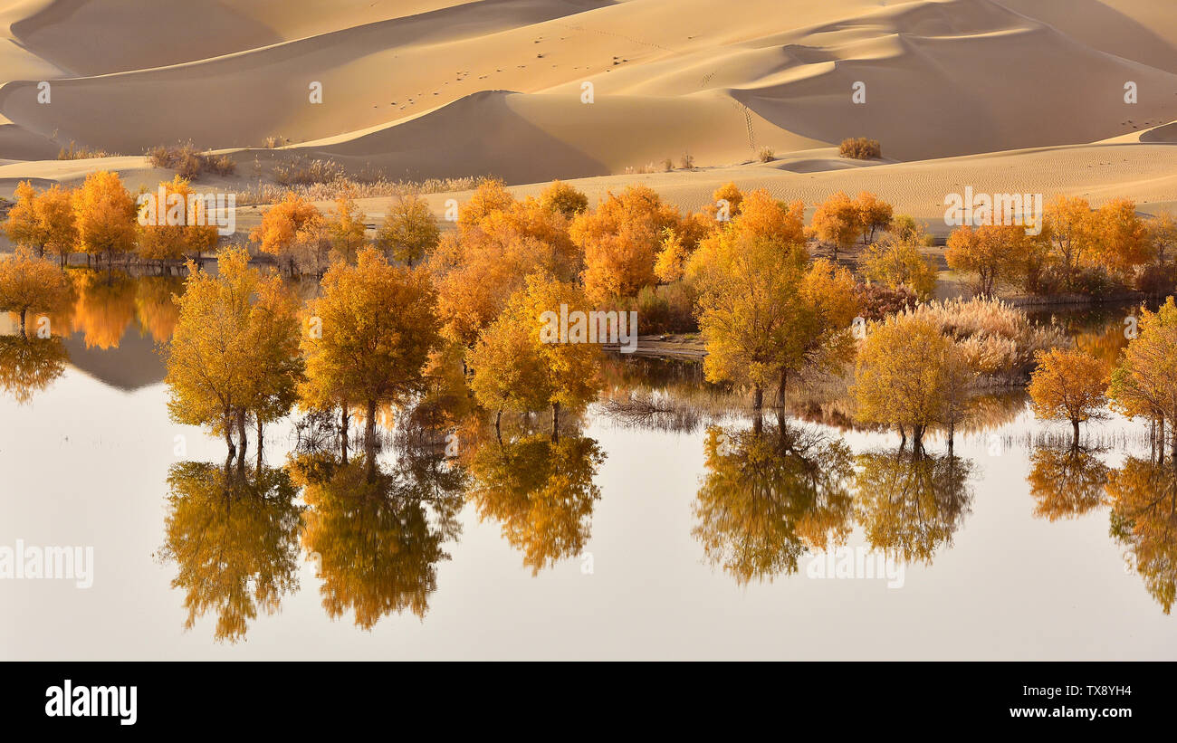 poplar in water Stock Photo - Alamy