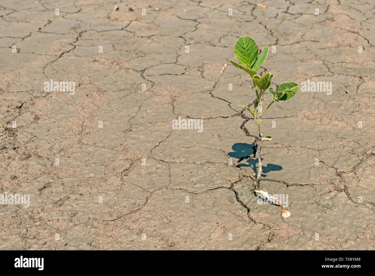 Single soybean plant is growing in cultivated field Stock Photo - Alamy