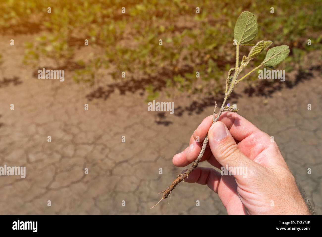 Soybean seedling examination for pathogens and diseases, agronomist ...