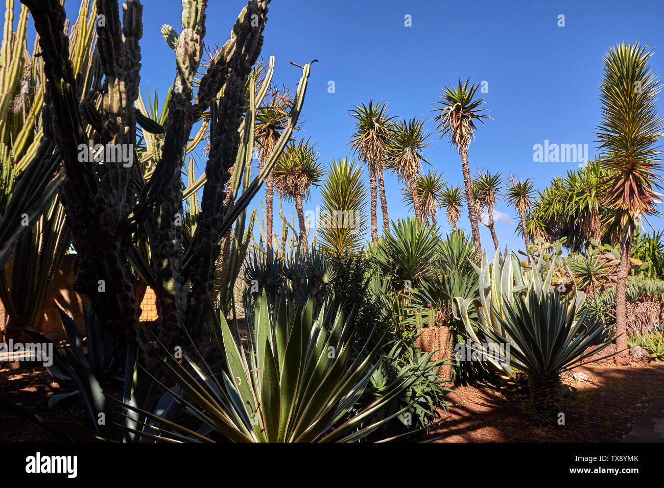 Flora at the Madeira Botanical Garden, Funchal, Madeira, Portugal ...
