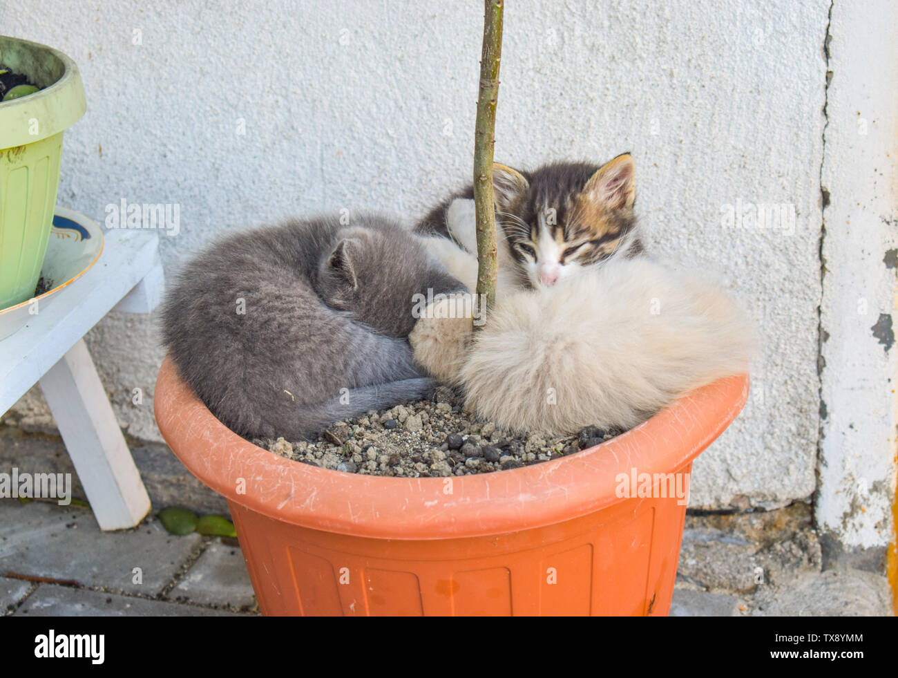 Funny three kitten brothers sleeping in the plant's vase outdoor Stock ...