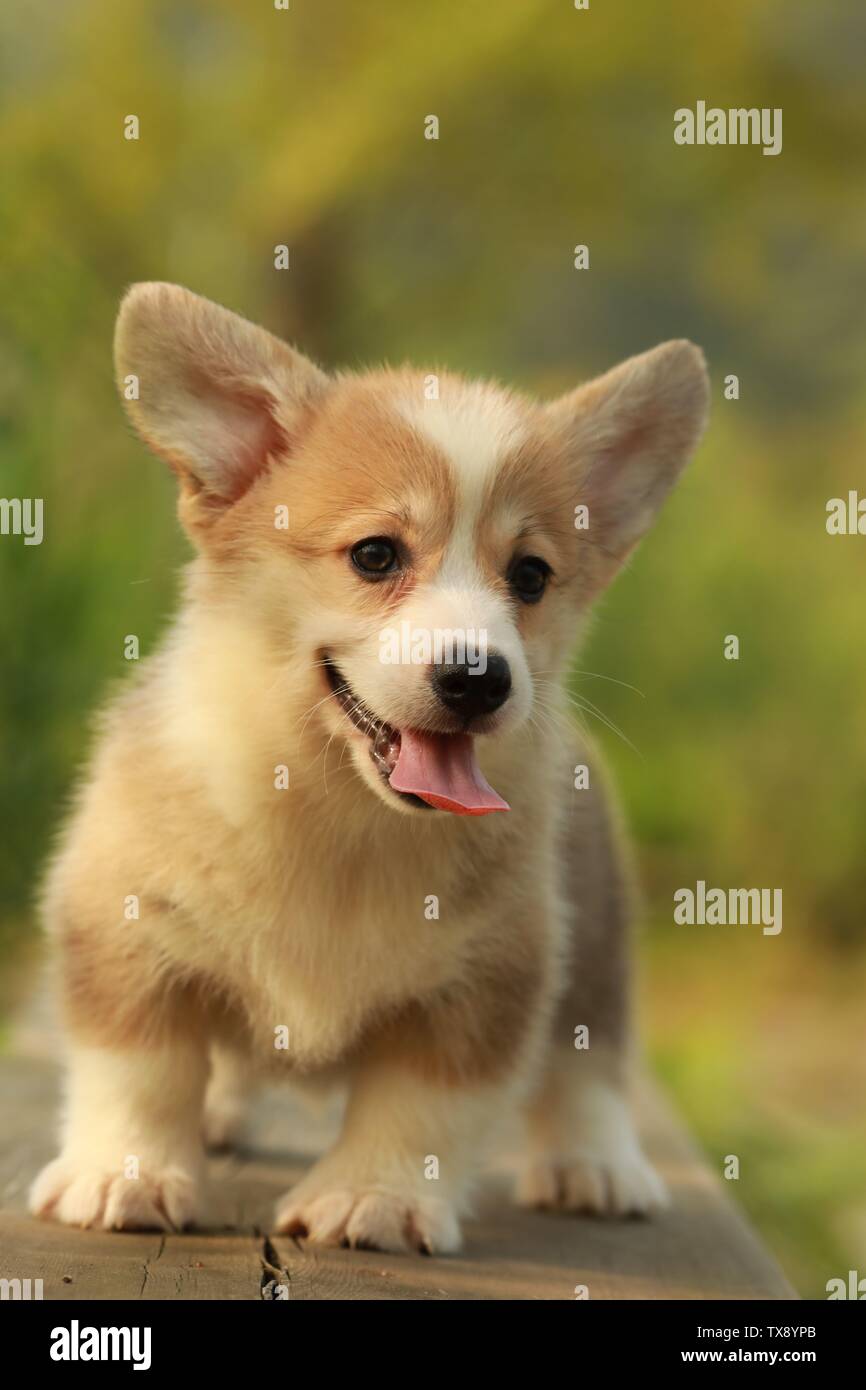 Kirky hi-res stock photography and images - Alamy