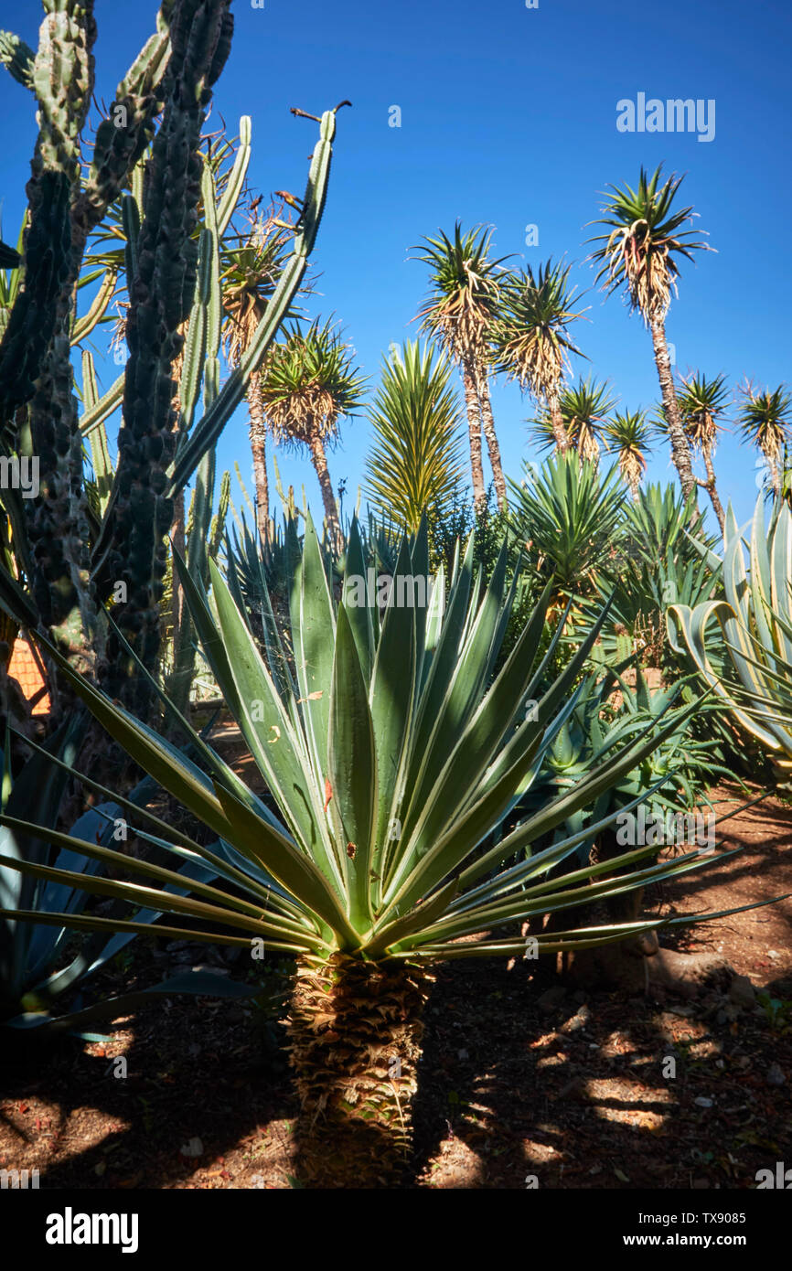 Flora at the Madeira Botanical Garden, Funchal, Madeira, Portugal ...