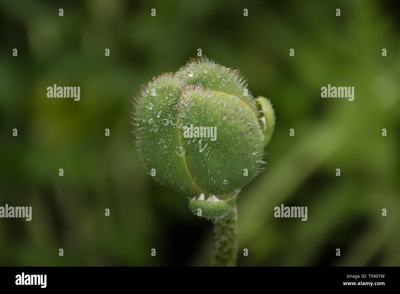 Poppy bud seed hi-res stock photography and images - Alamy