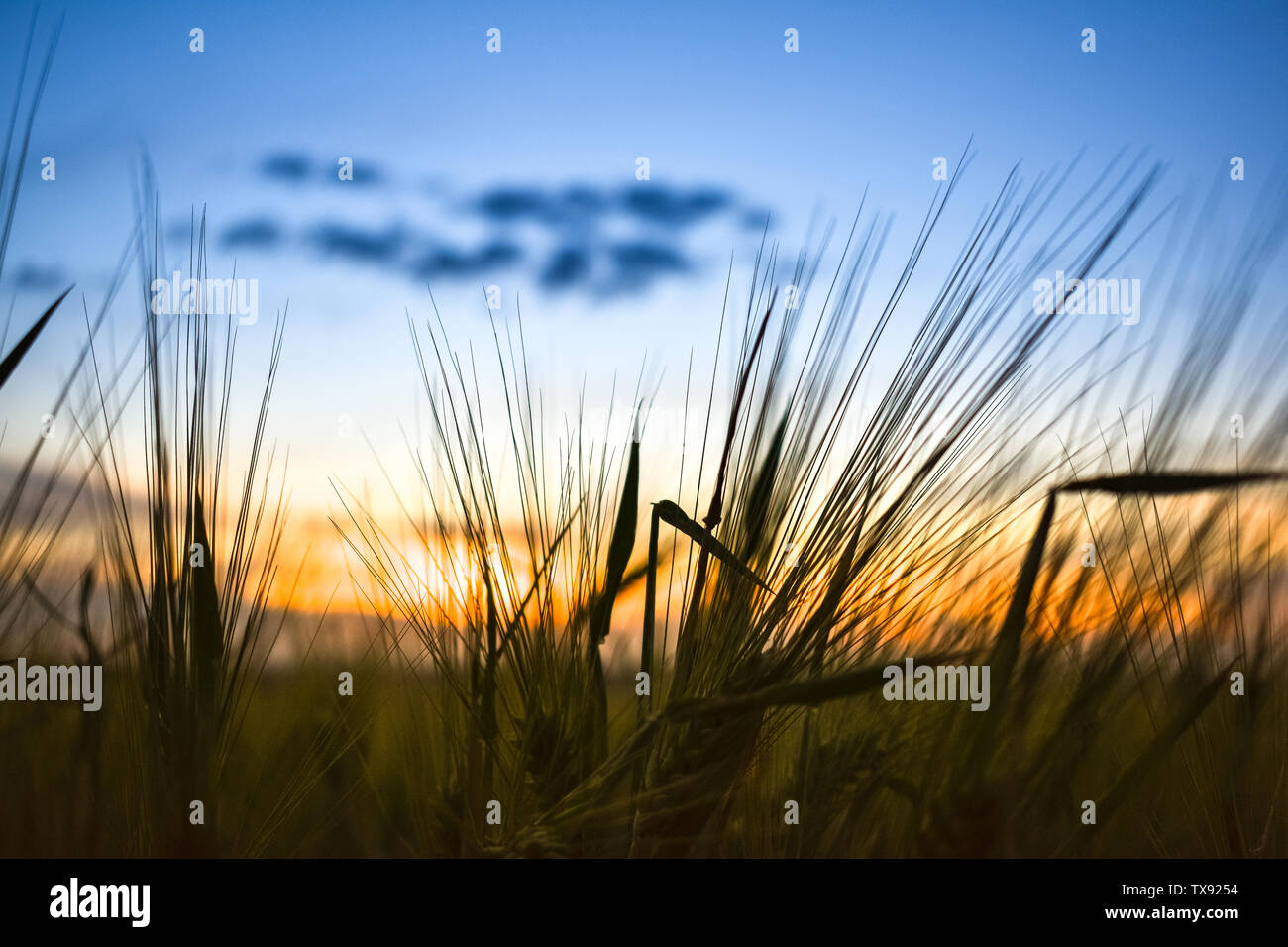 Farmland summer hi-res stock photography and images - Alamy