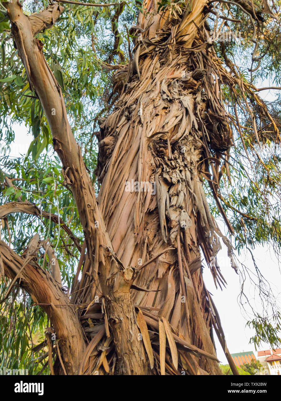Exfoliates hi-res stock photography and images - Alamy