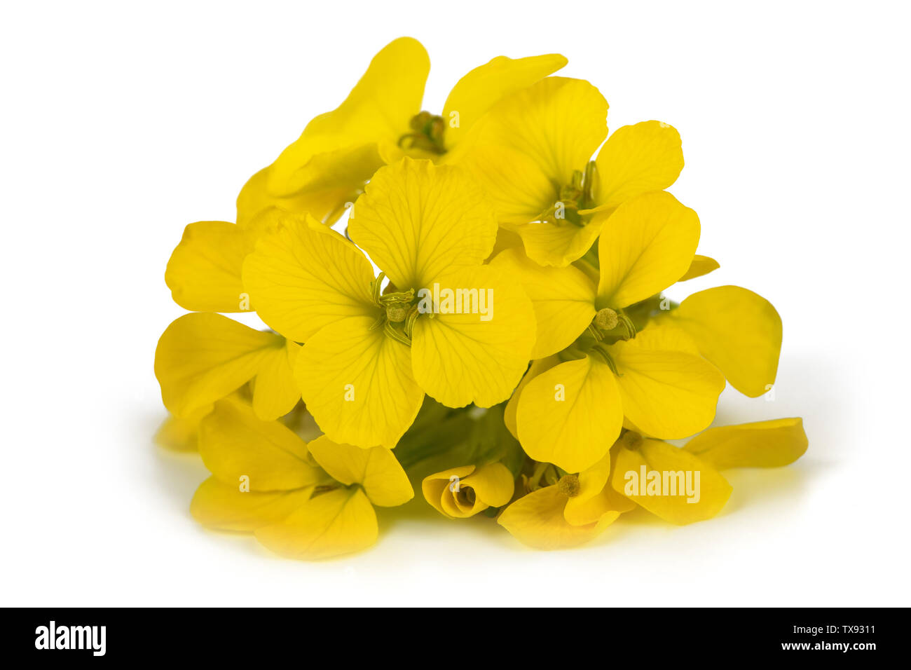 Yellow Wallflowers isolated on white background Stock Photo - Alamy