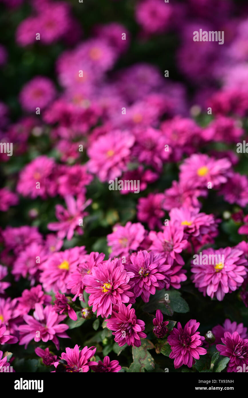 Chrysan hi-res stock photography and images - Alamy
