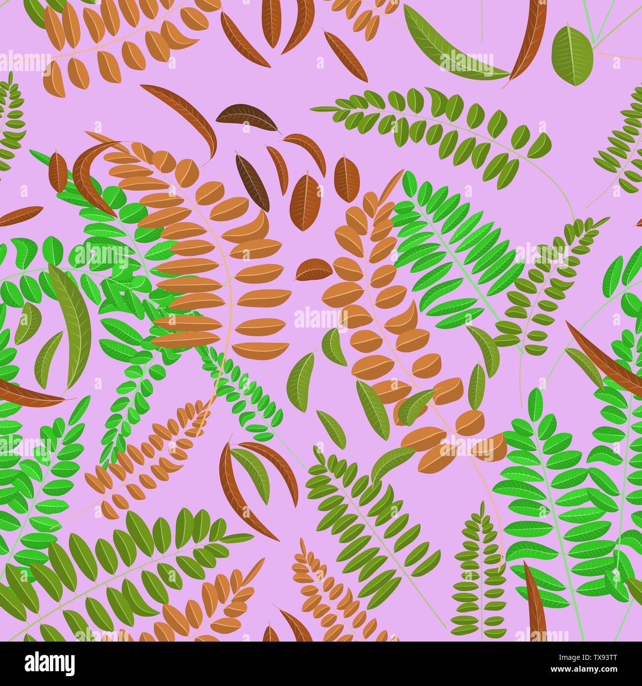 Acacia vector hi-res stock photography and images - Alamy