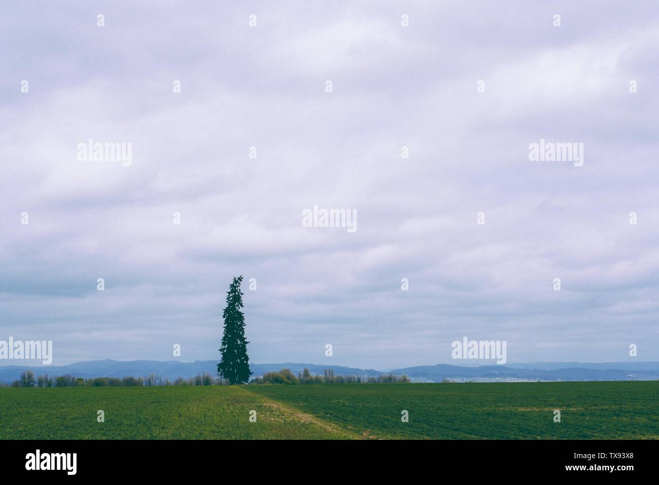 Beautiful field with a single pine tree and amazing cloudy sky in the ...