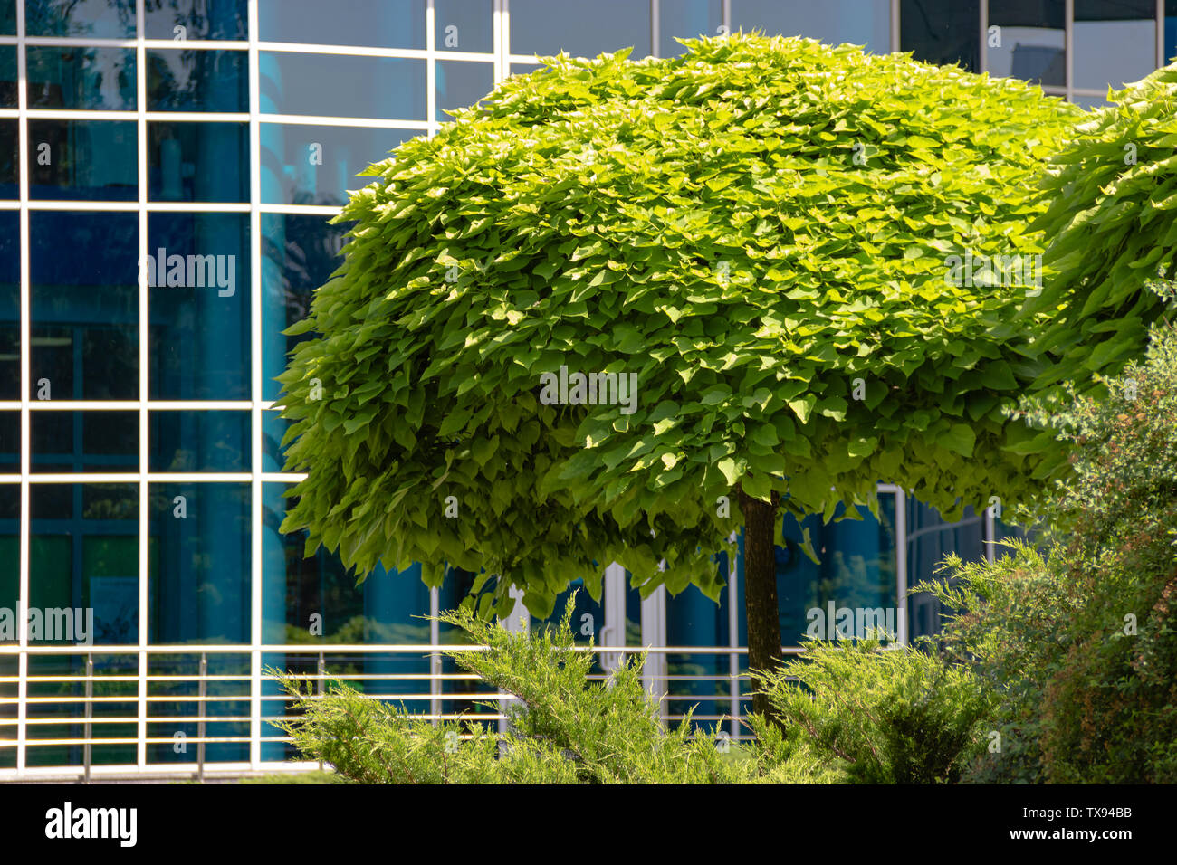 Green decorative tree with a round crown on the background of an office ...