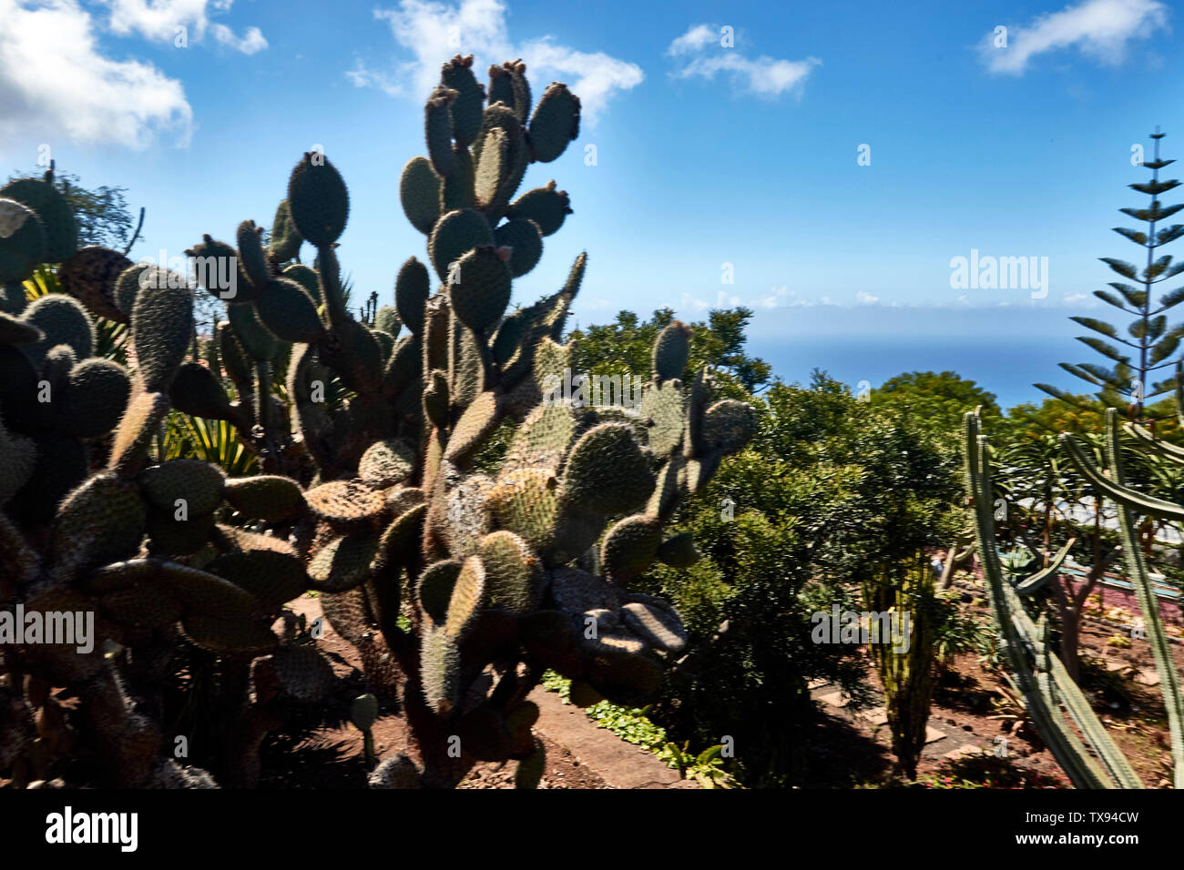 Flora at the Madeira Botanical Garden, Funchal, Madeira, Portugal ...