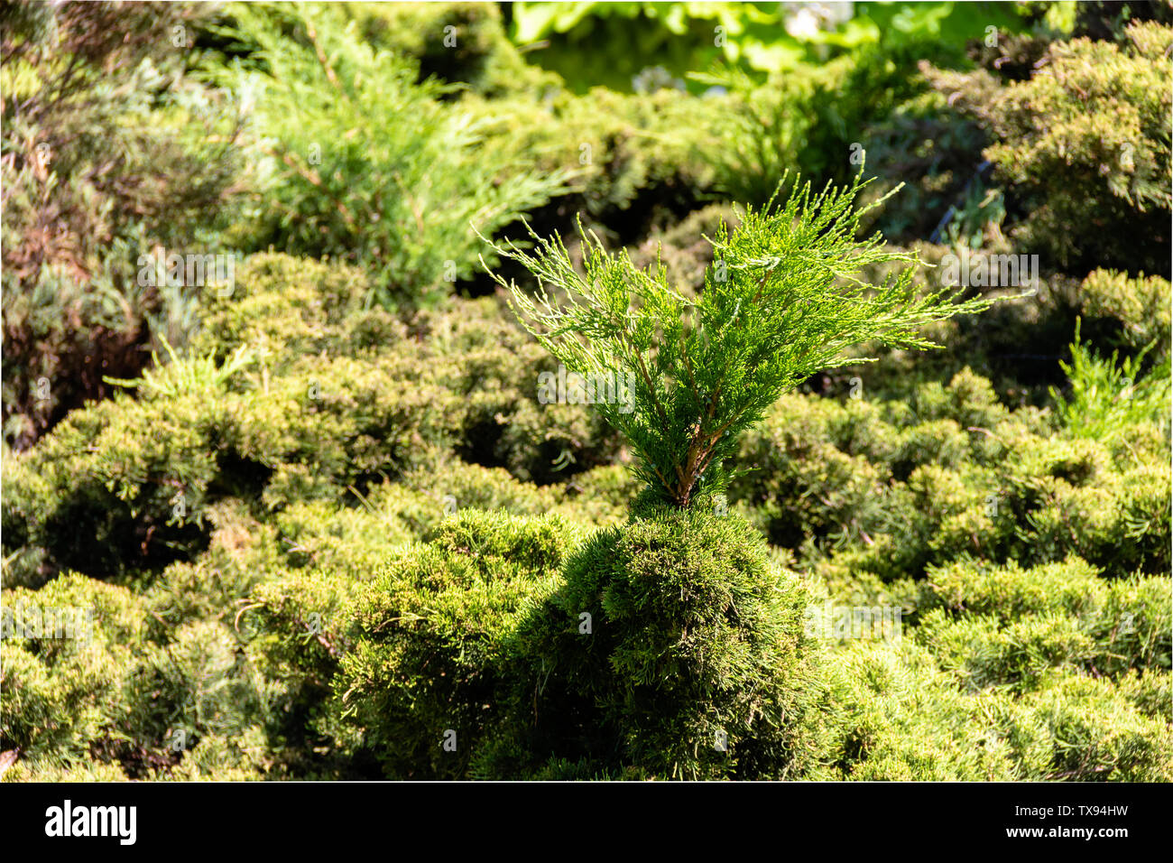 Juniper sprout in the thickets. Natural evergreen plant in garden ...