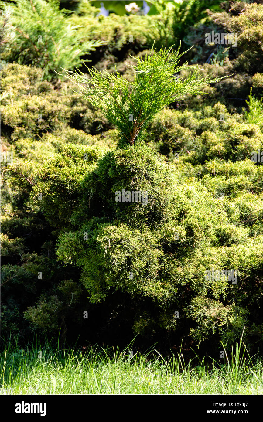 Juniper sprout in the thickets. Natural evergreen plant in garden ...