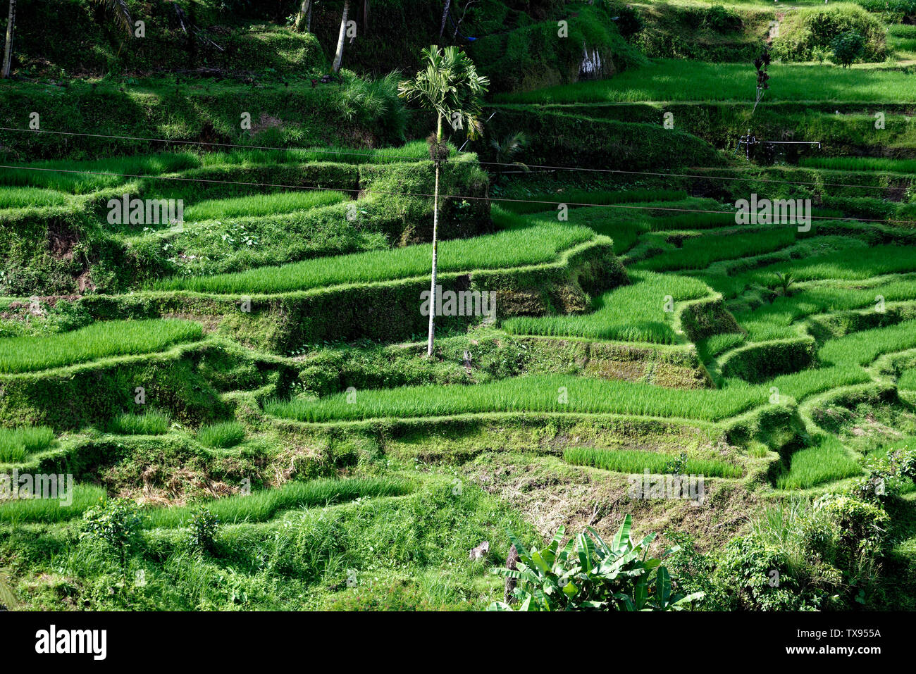 Rice terrace at Tegallalang, near Ubud, Bali, Indonesia Stock Photo - Alamy