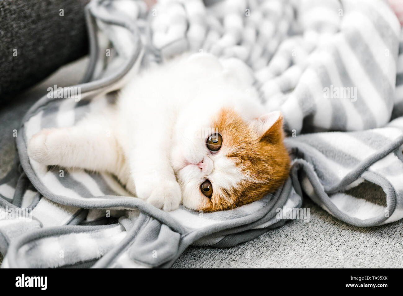 A happy cat Stock Photo - Alamy