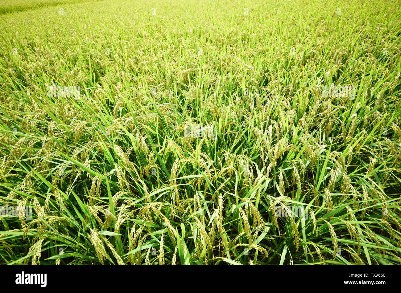 Large paddy hi-res stock photography and images - Alamy