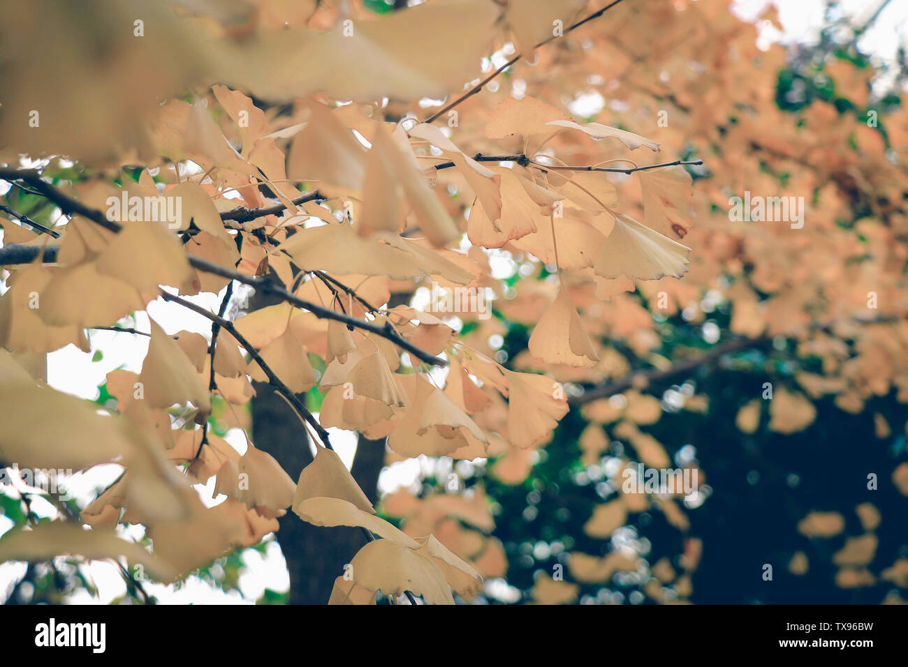 Ginkgo trees in the winter hi-res stock photography and images - Alamy