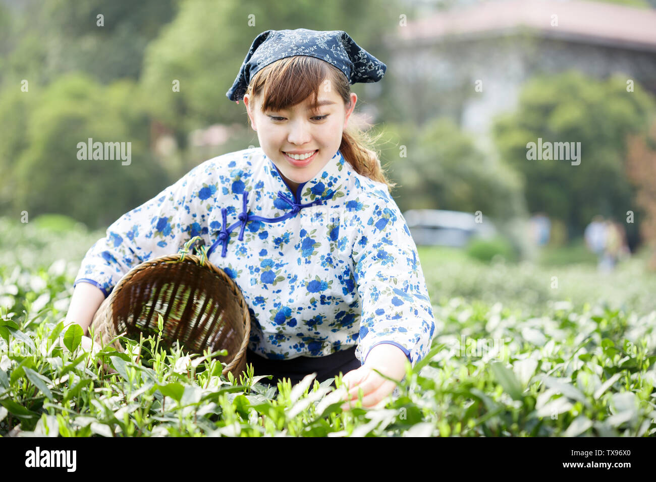 Asian pretty tea - amazing girl in photography Stock Photo - Alamy
