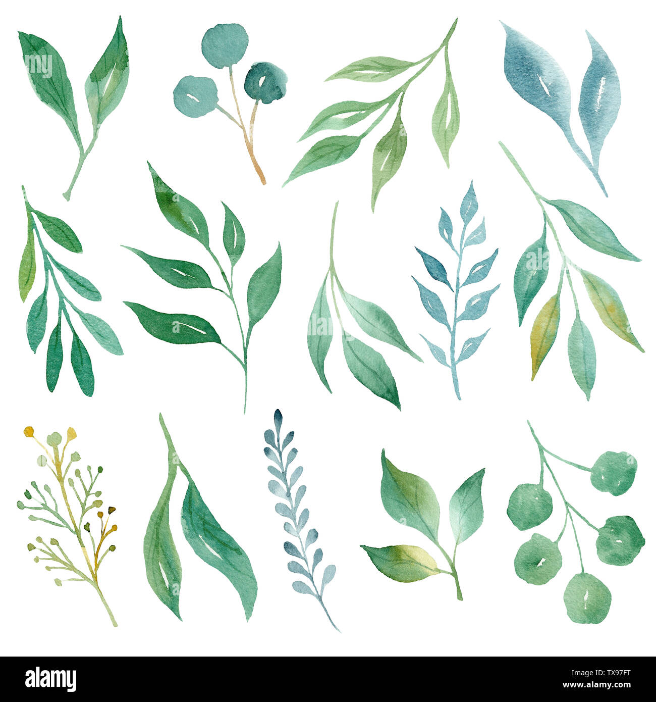 Green leaves hand drawn watercolor raster illustration set. Growing laurel leaves, olive ...