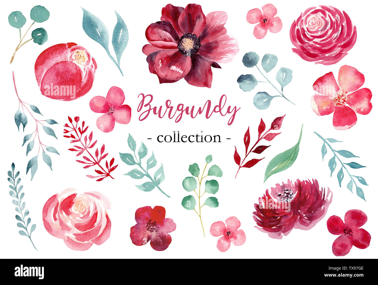 Burgundy flowers hand drawn watercolor raster illustrations set ...